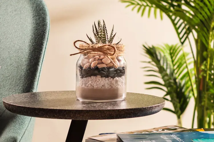 How to Transfer a Puck Jar into a Plant Plant | Puck